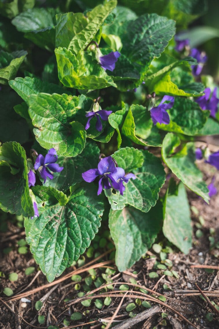 Candied Violets Recipe - Fare Isle